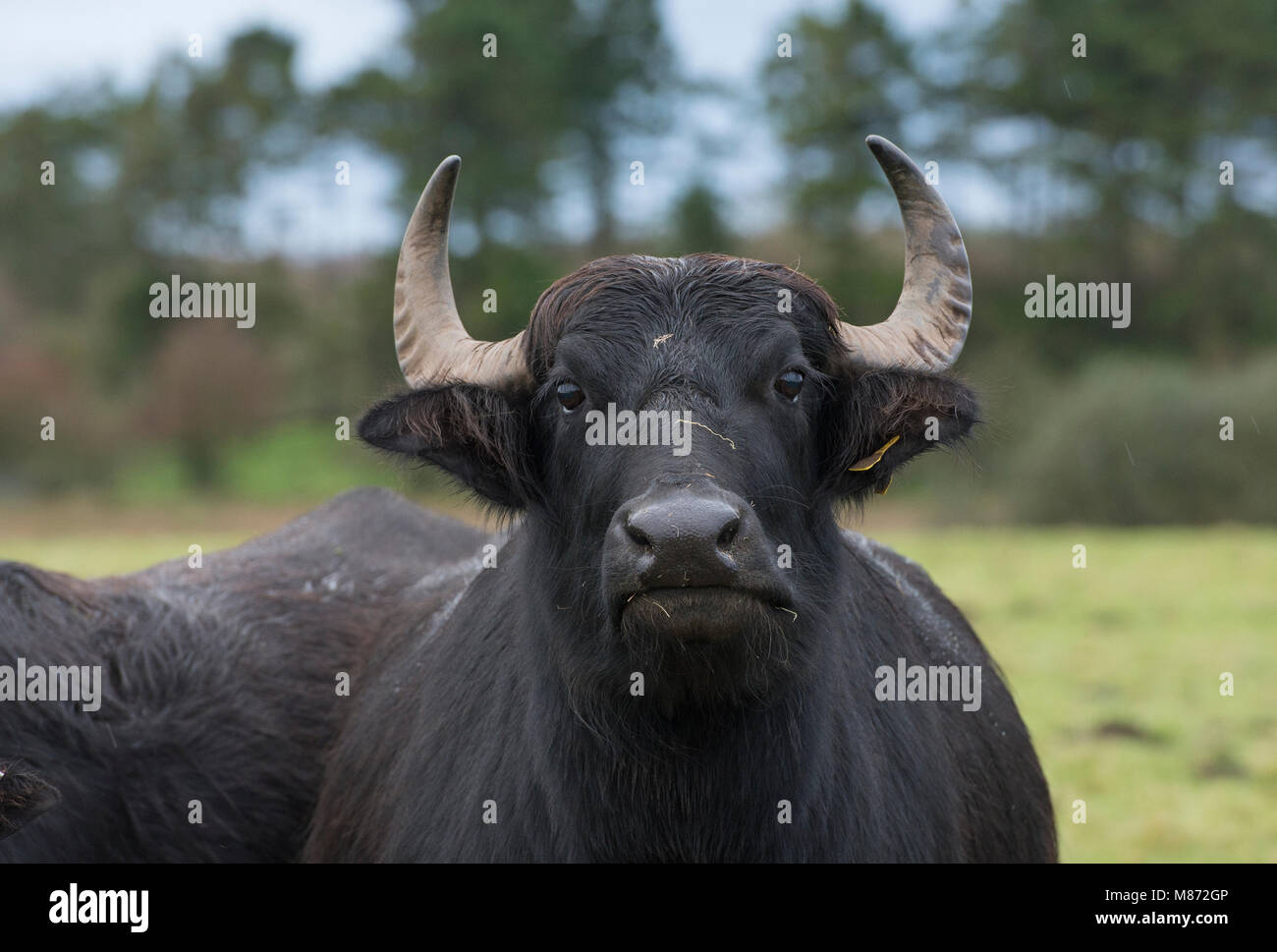 Longtown hi-res stock photography and images - Alamy