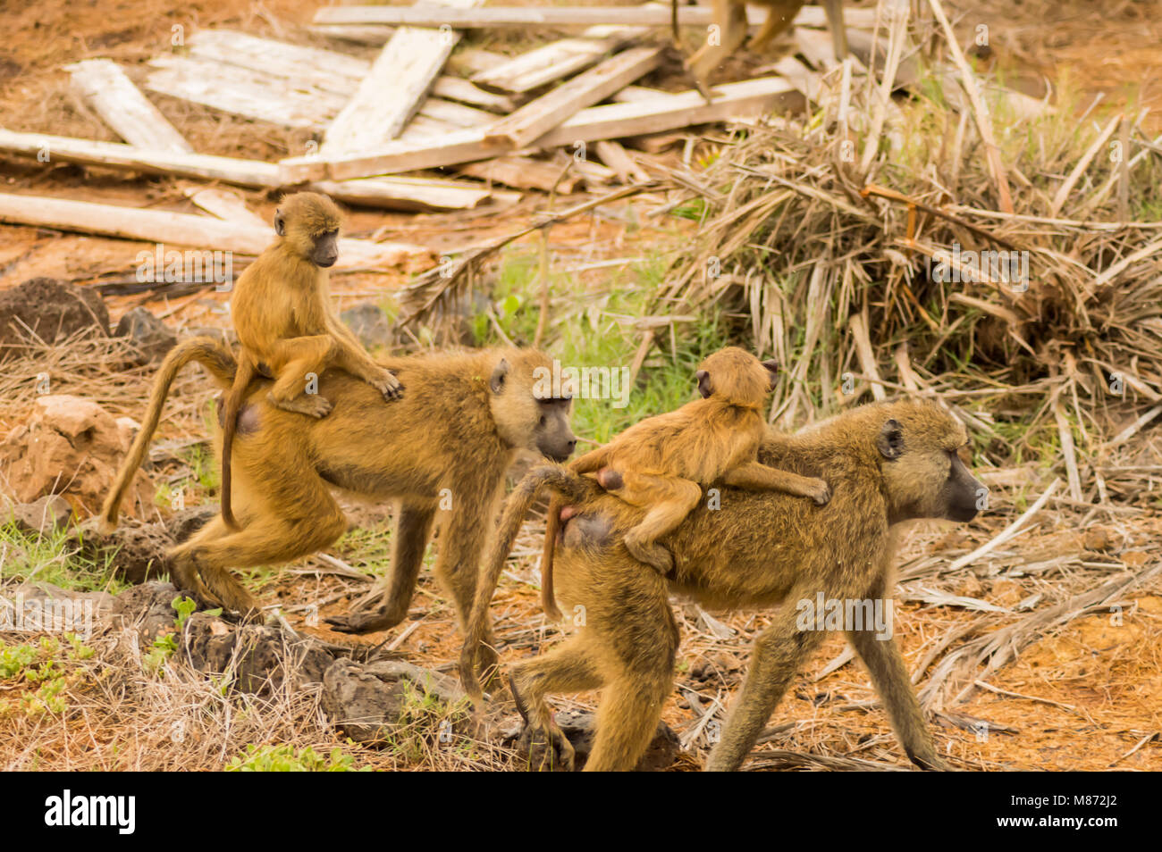 Two baboons with their cubs on their backs in the savannah of Amboseli ...