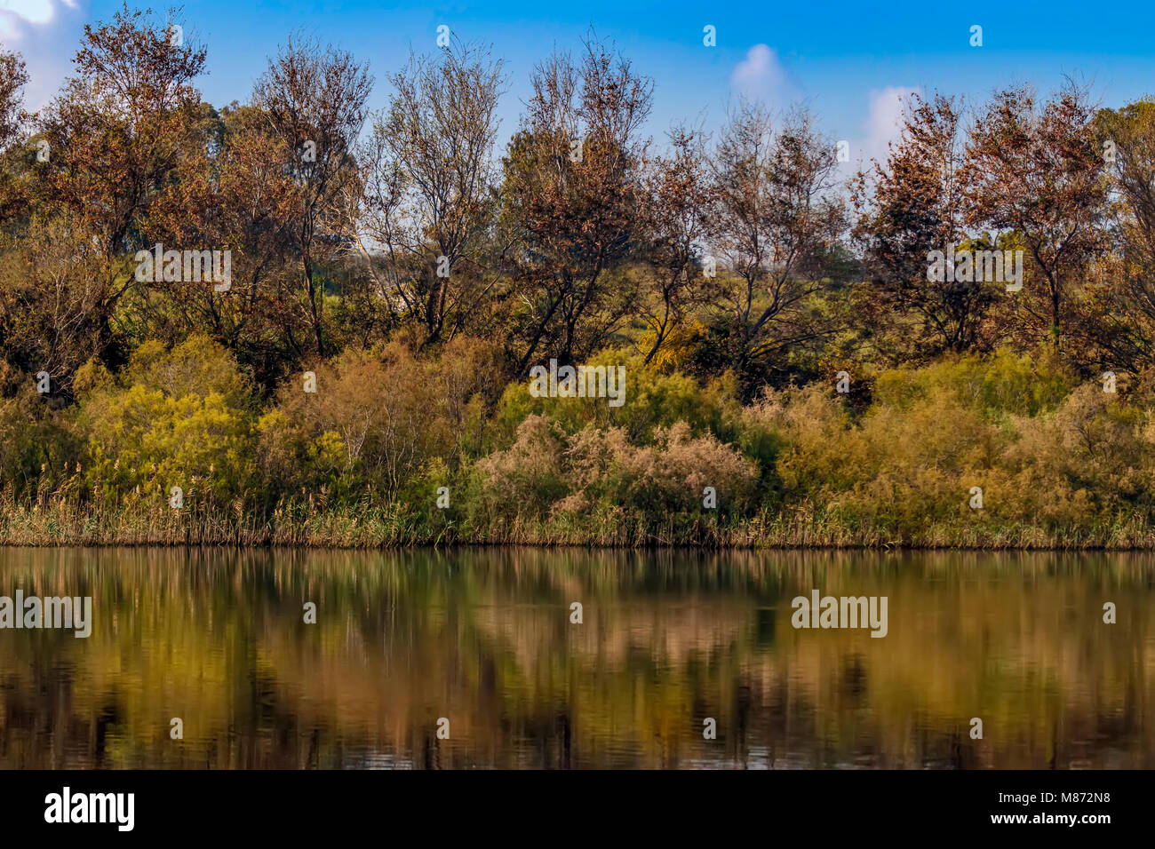 Landscape reflection of a flowering trees in a water Stock Photo - Alamy