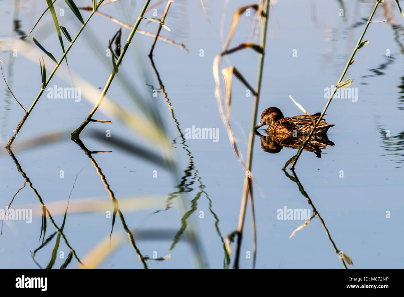 Brown duck floating on smooth water Stock Photo - Alamy