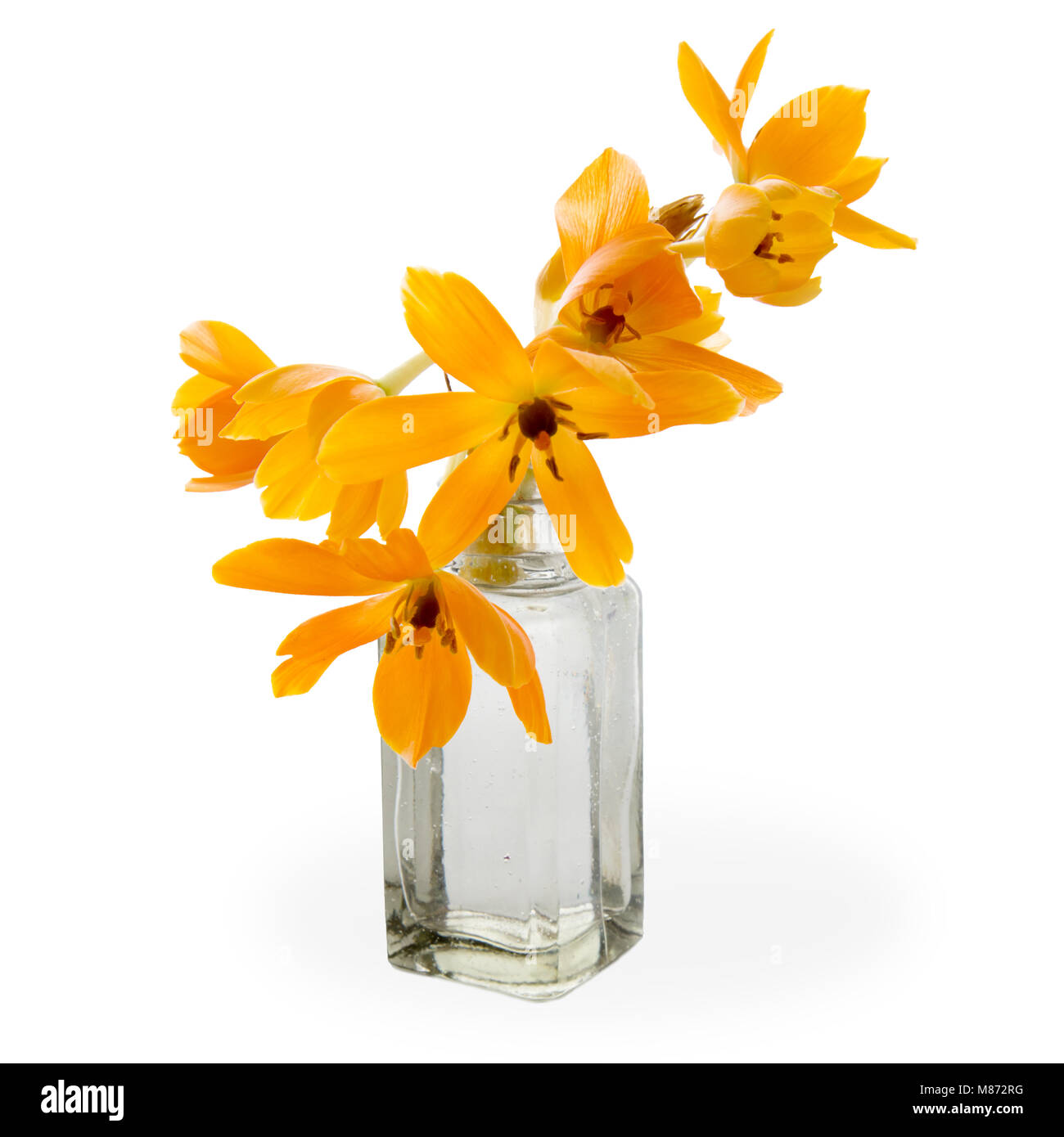 Blooming yellow Ornithogalum Dubium in a transparent bottle instead ...
