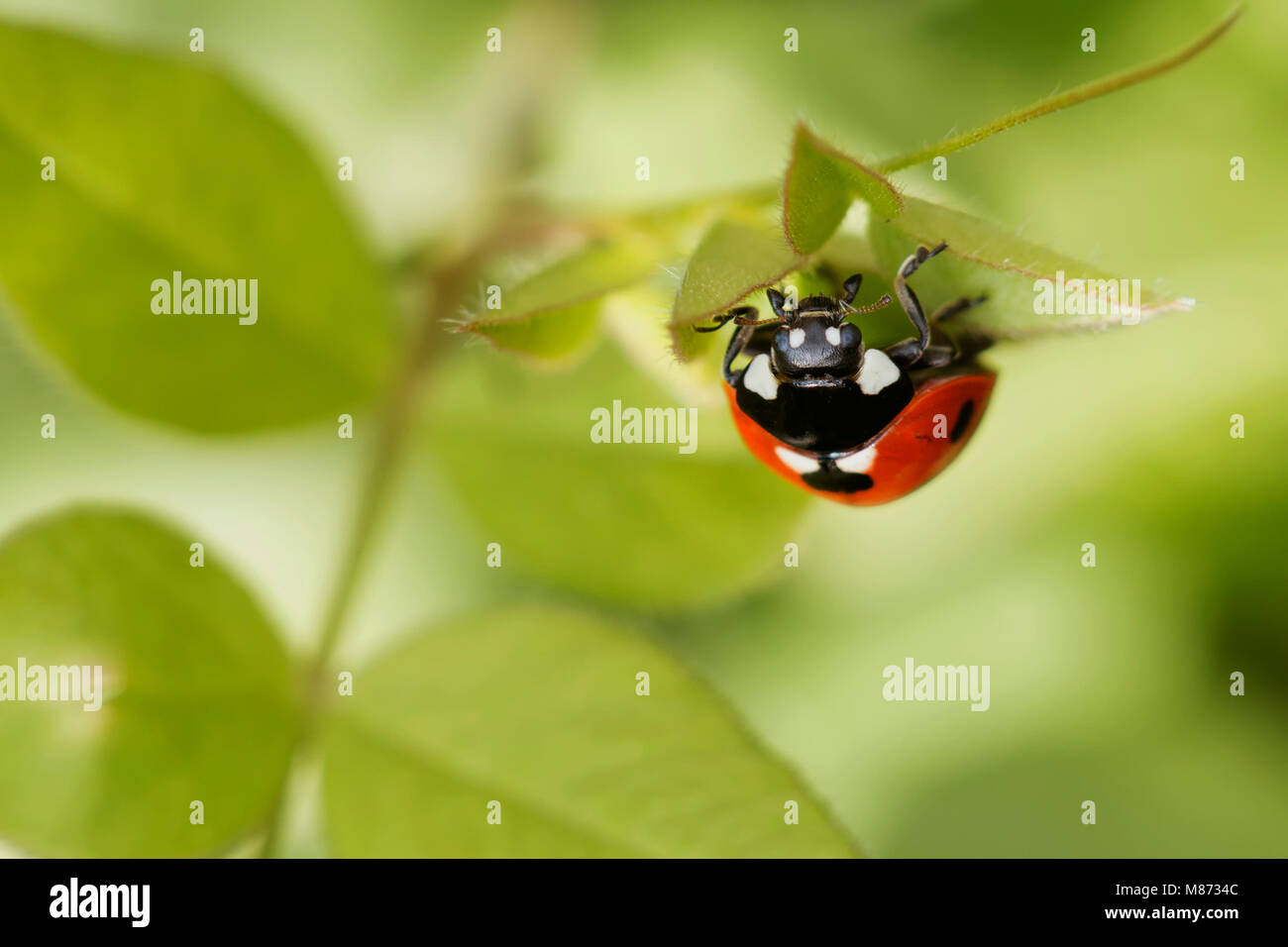 Ladybirds on a leaf hi-res stock photography and images - Alamy