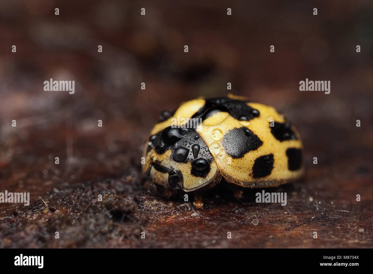 Hibernating insects hi-res stock photography and images - Alamy