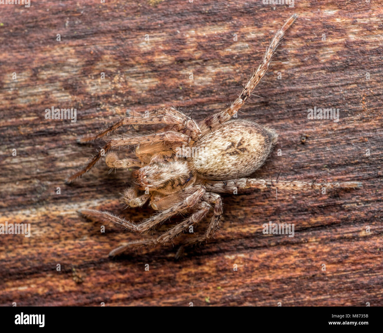 Buzzing spider (Anyphaena accentuata) resting underneath bark on ...