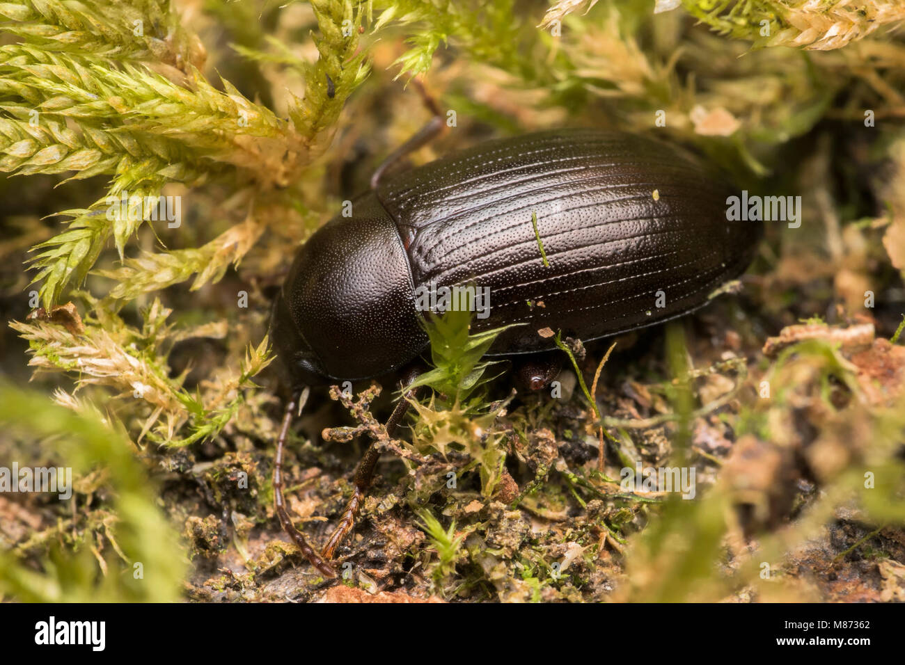 Insects covered with moss hi-res stock photography and images - Alamy