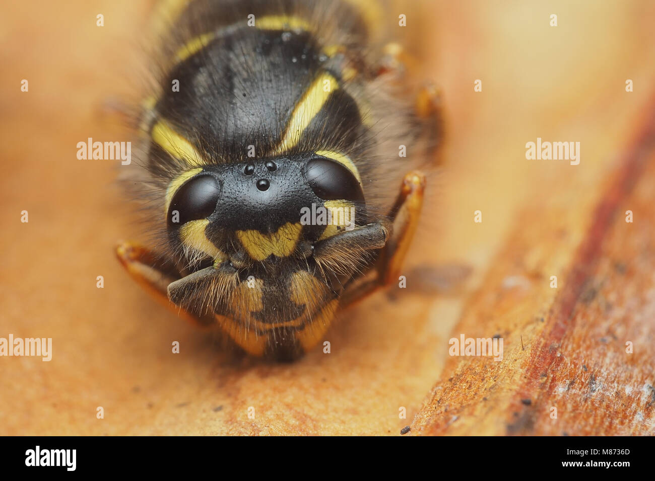 Hibernating insects hi-res stock photography and images - Alamy