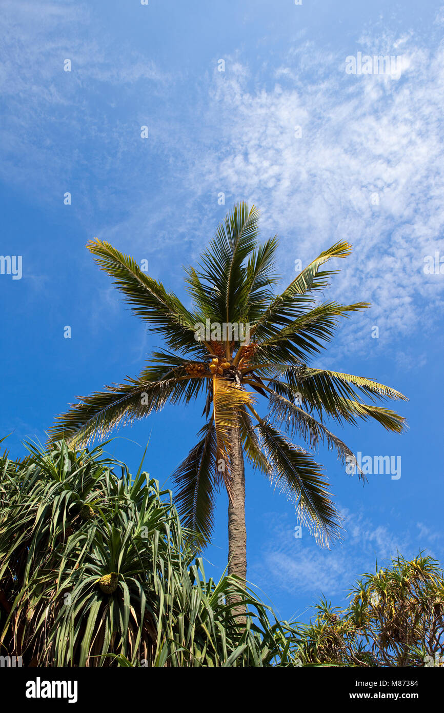 a mature sri lankan coconut tree at mount lavinia colombo with exotic ...