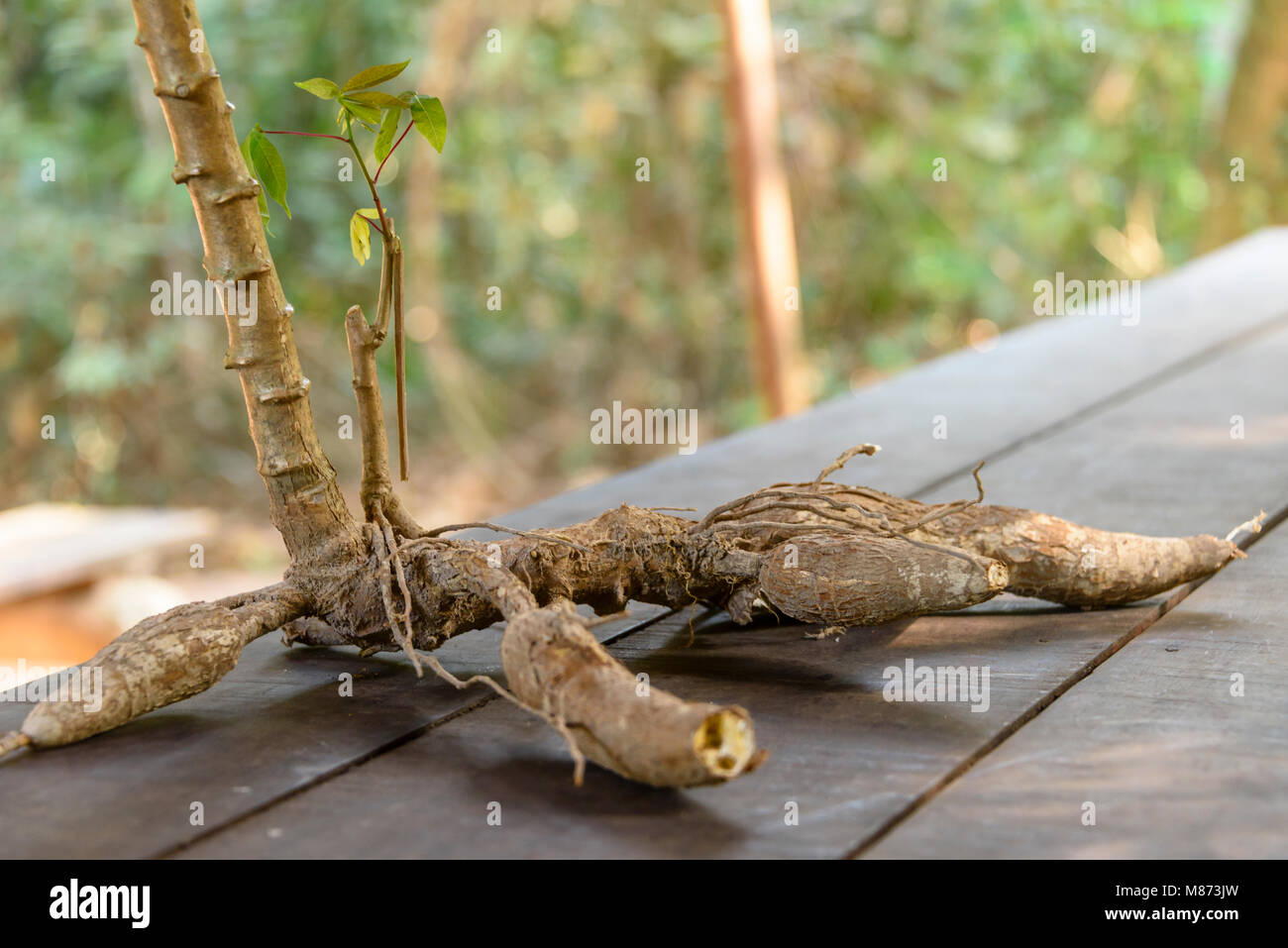 A tapioca root on a table ready to be peeled and eaten raw Stock Photo ...