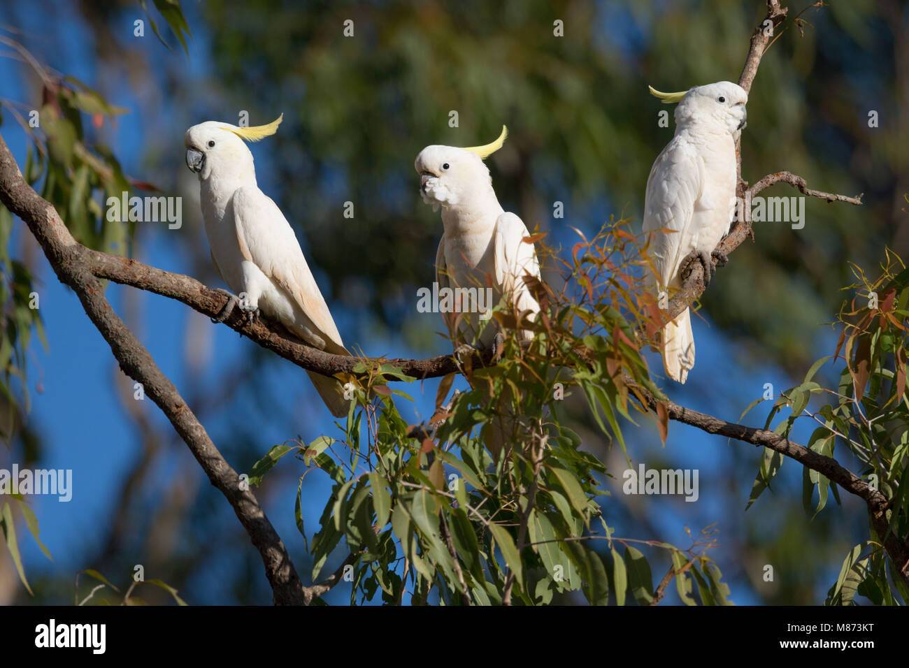 sulphur crested cockatoo family Stock Photo - Alamy