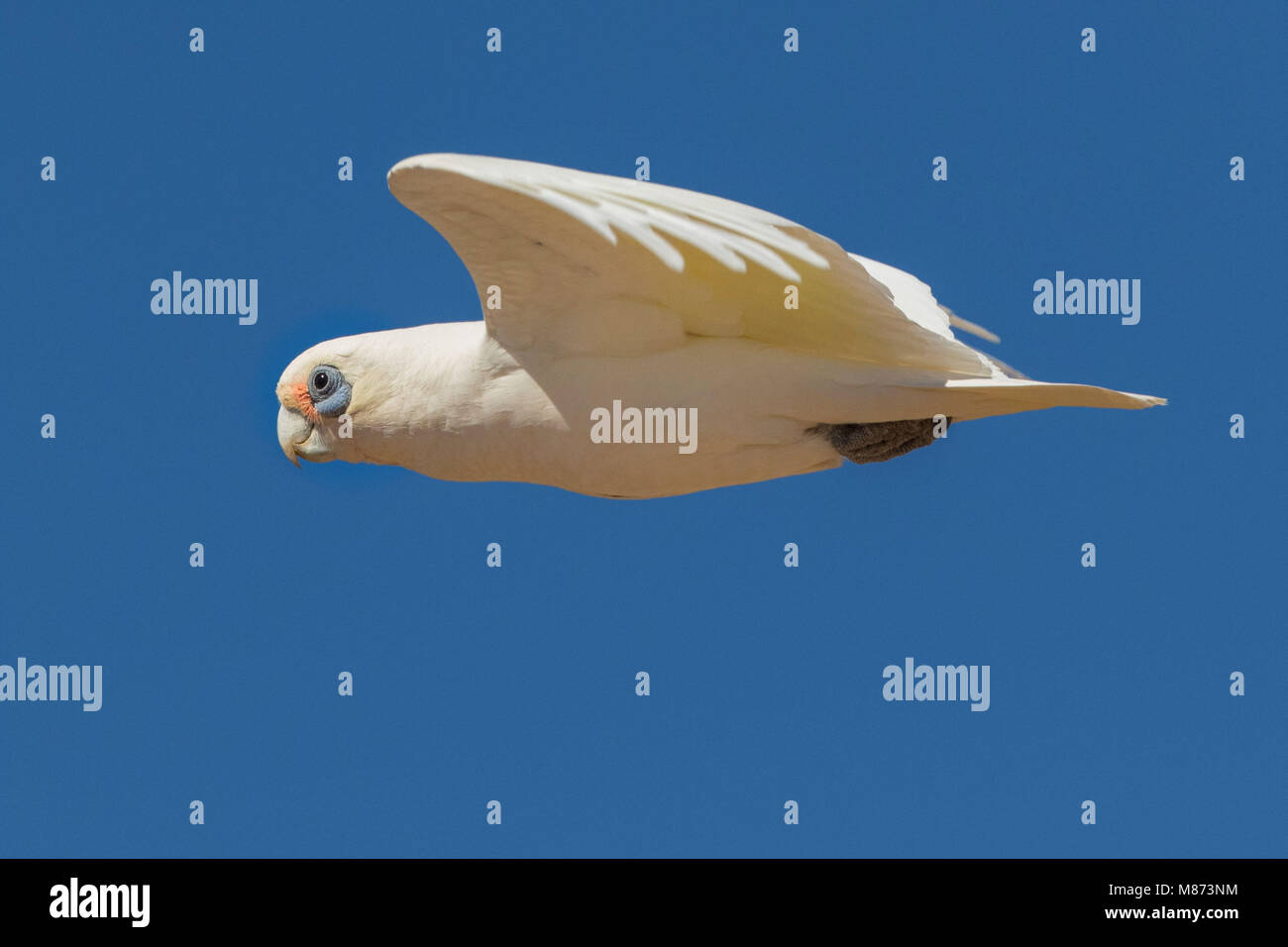 Little corella in flight Stock Photo - Alamy
