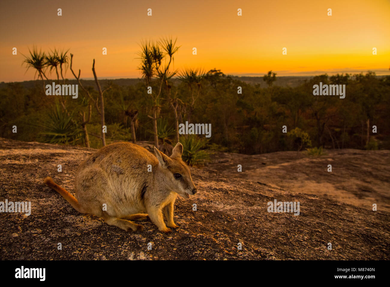 Mareeba rock wallaby on plateau at sunrise Stock Photo - Alamy