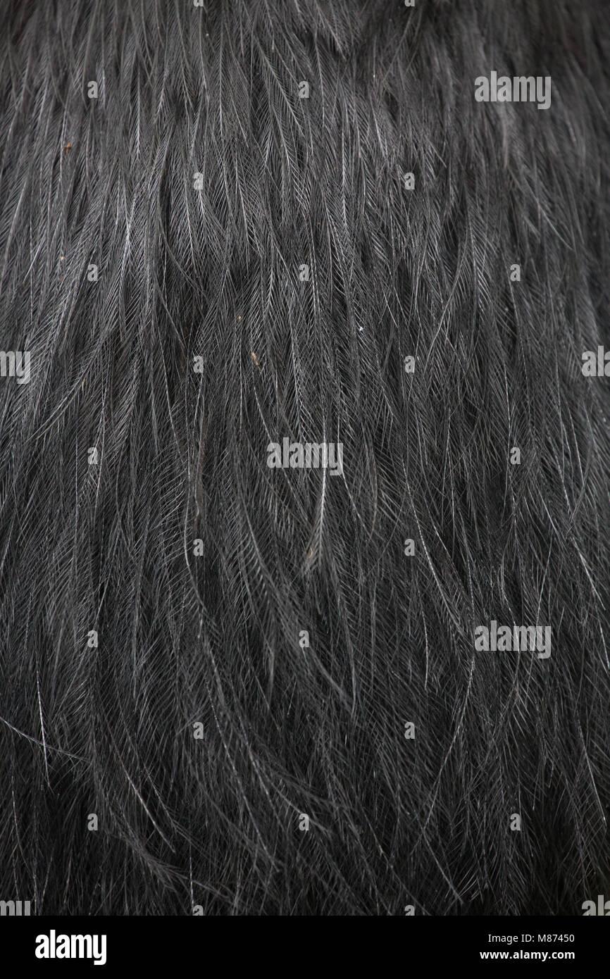 Cassowary feathers hi-res stock photography and images - Alamy