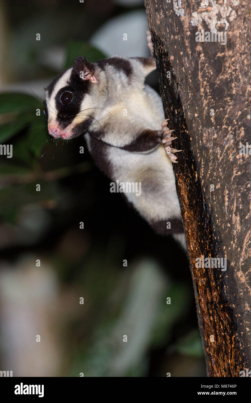 Striped possum hi-res stock photography and images - Alamy
