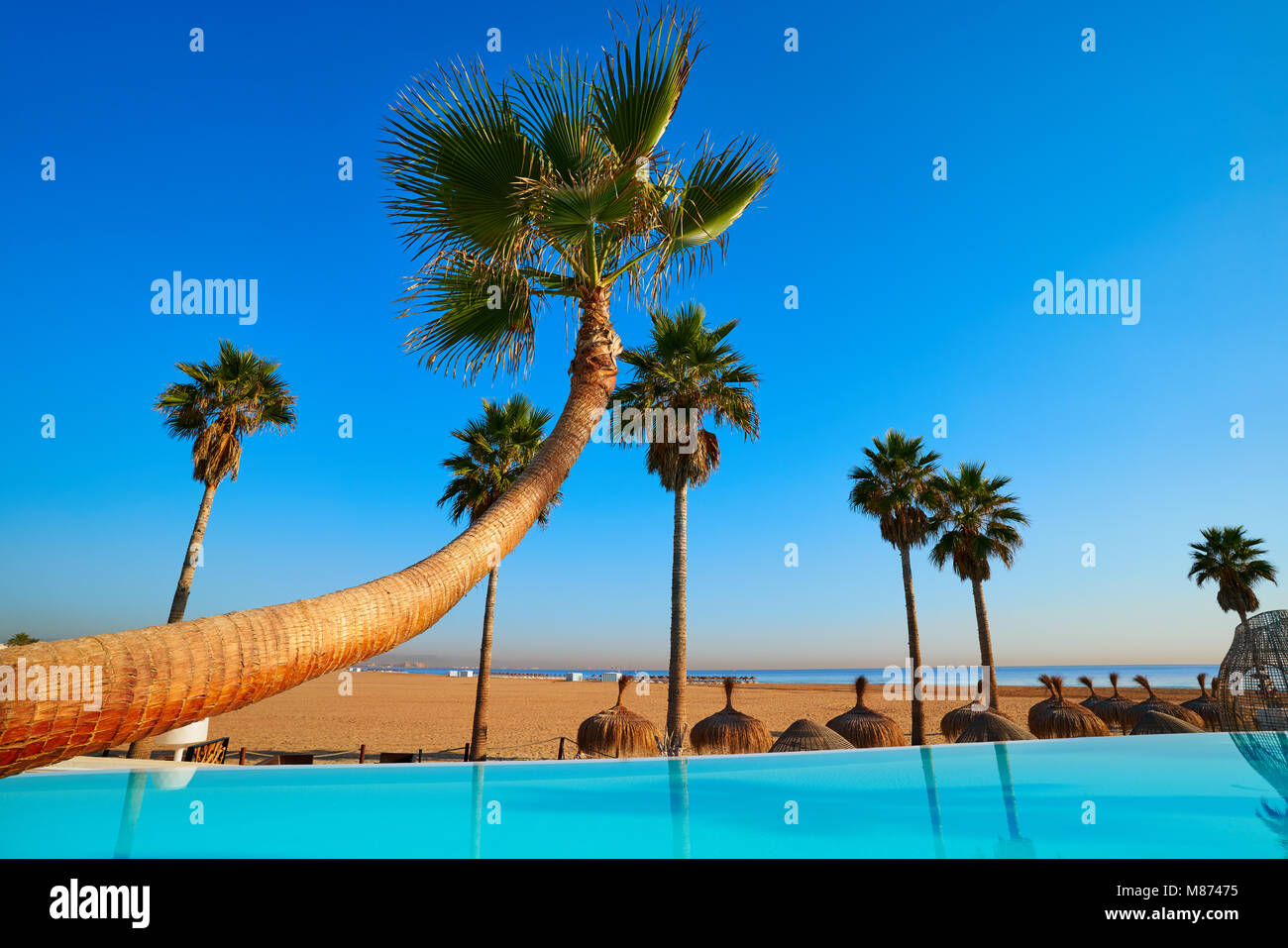 Resort infinity pool in the beach with bent palm trees paradise Stock ...