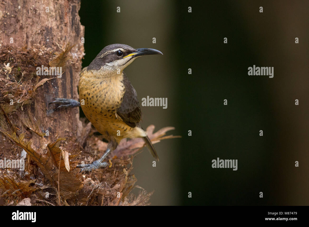 Paradise riflebird hi-res stock photography and images - Alamy