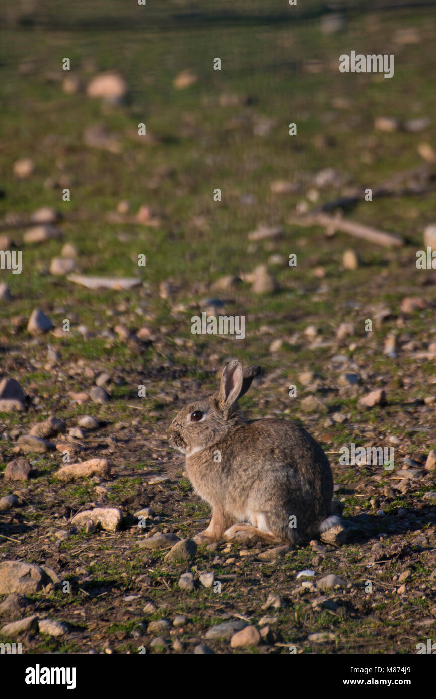 Rabbit forest hi-res stock photography and images - Alamy