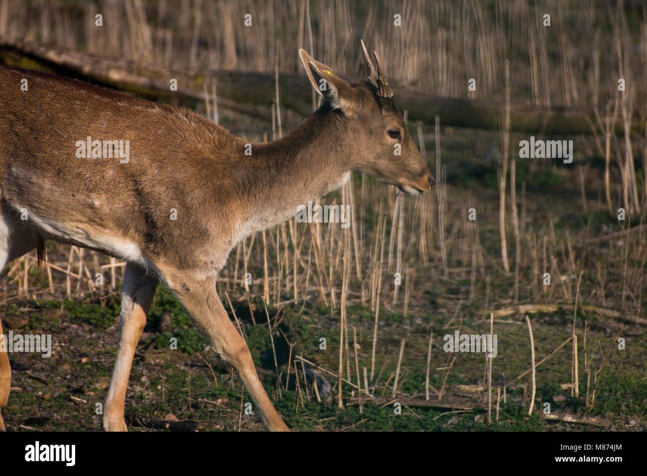 a beautiful wild environment with fallow deer Stock Photo - Alamy