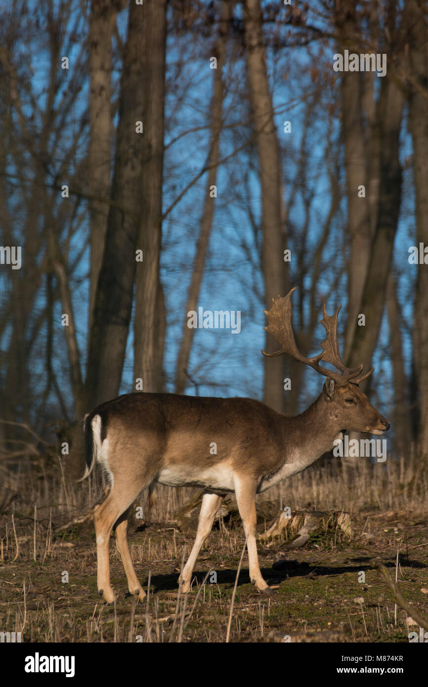 a beautiful wild environment with fallow deer Stock Photo - Alamy