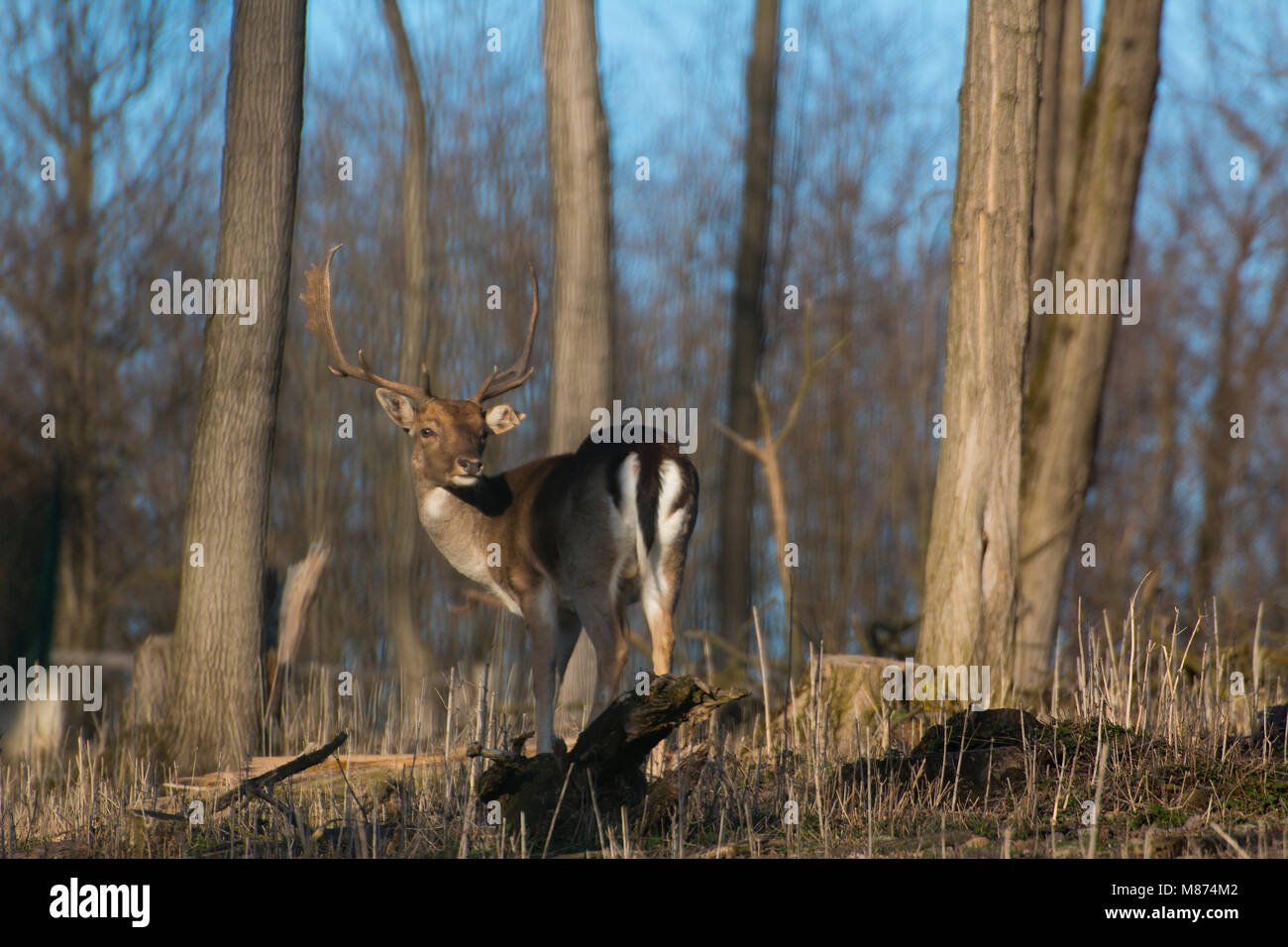 a beautiful wild environment with fallow deer Stock Photo - Alamy