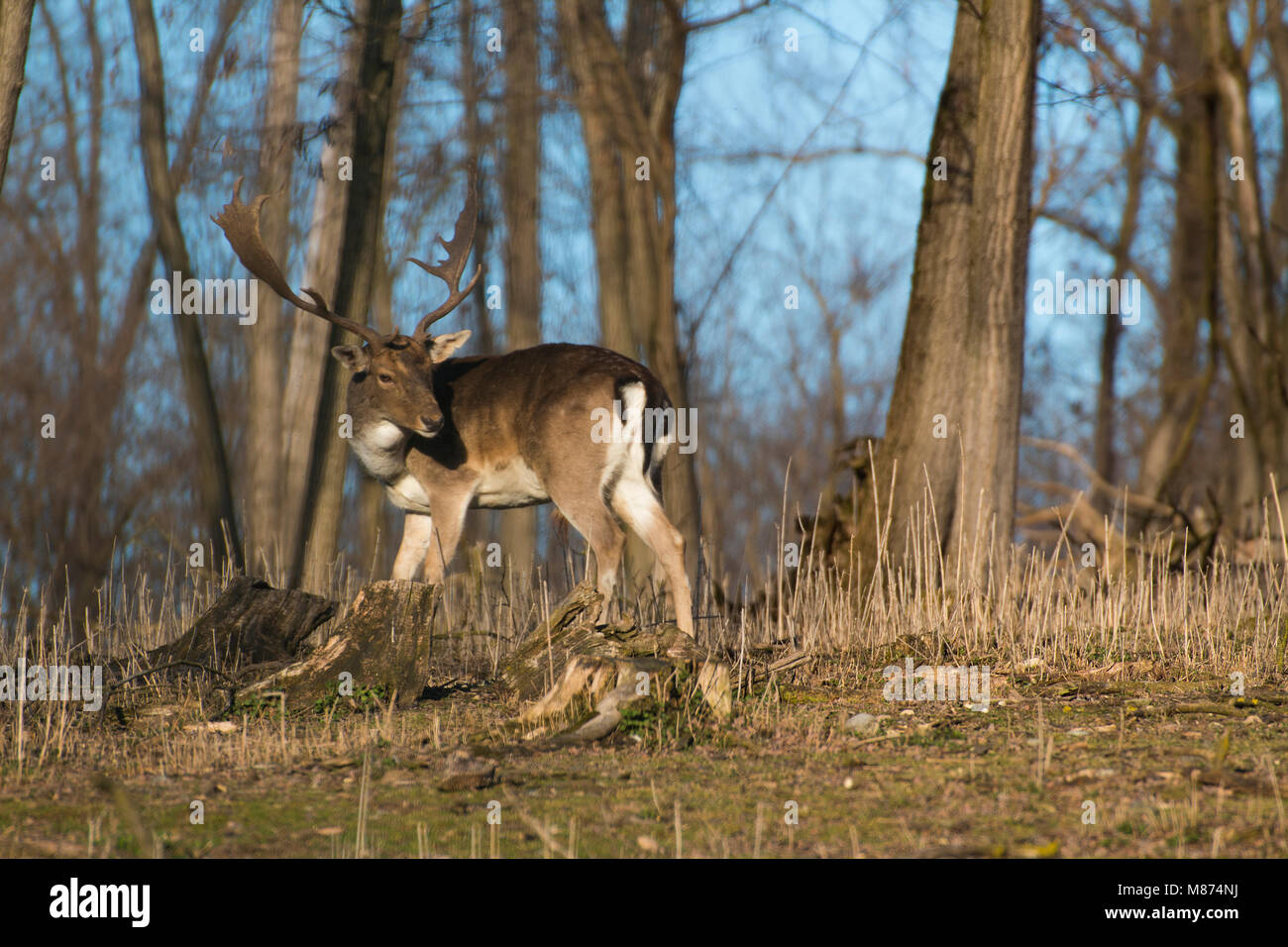 a beautiful wild environment with fallow deer Stock Photo - Alamy