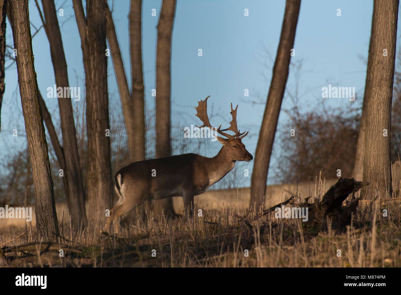 a beautiful wild environment with fallow deer Stock Photo - Alamy