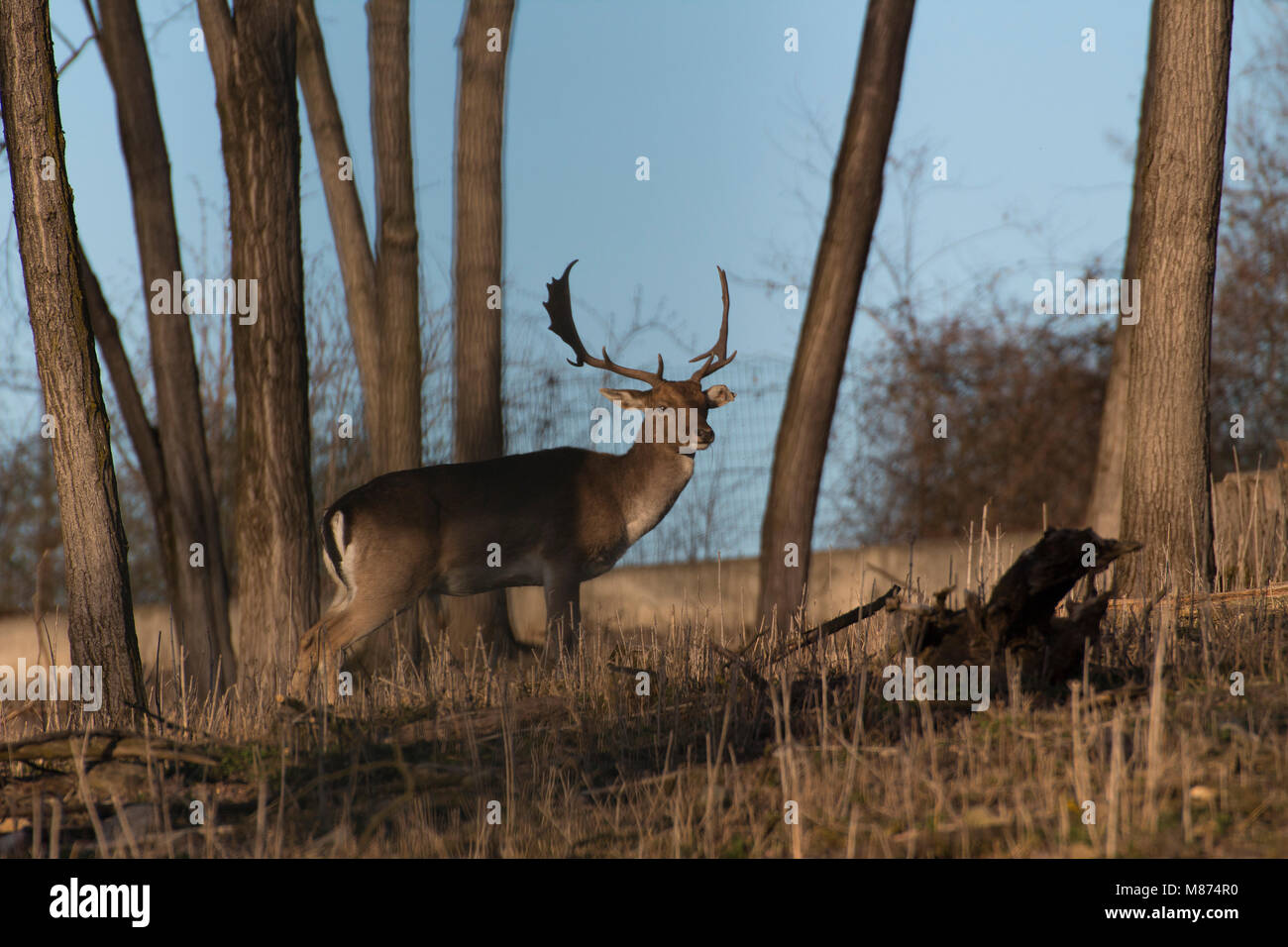 a beautiful wild environment with fallow deer Stock Photo - Alamy