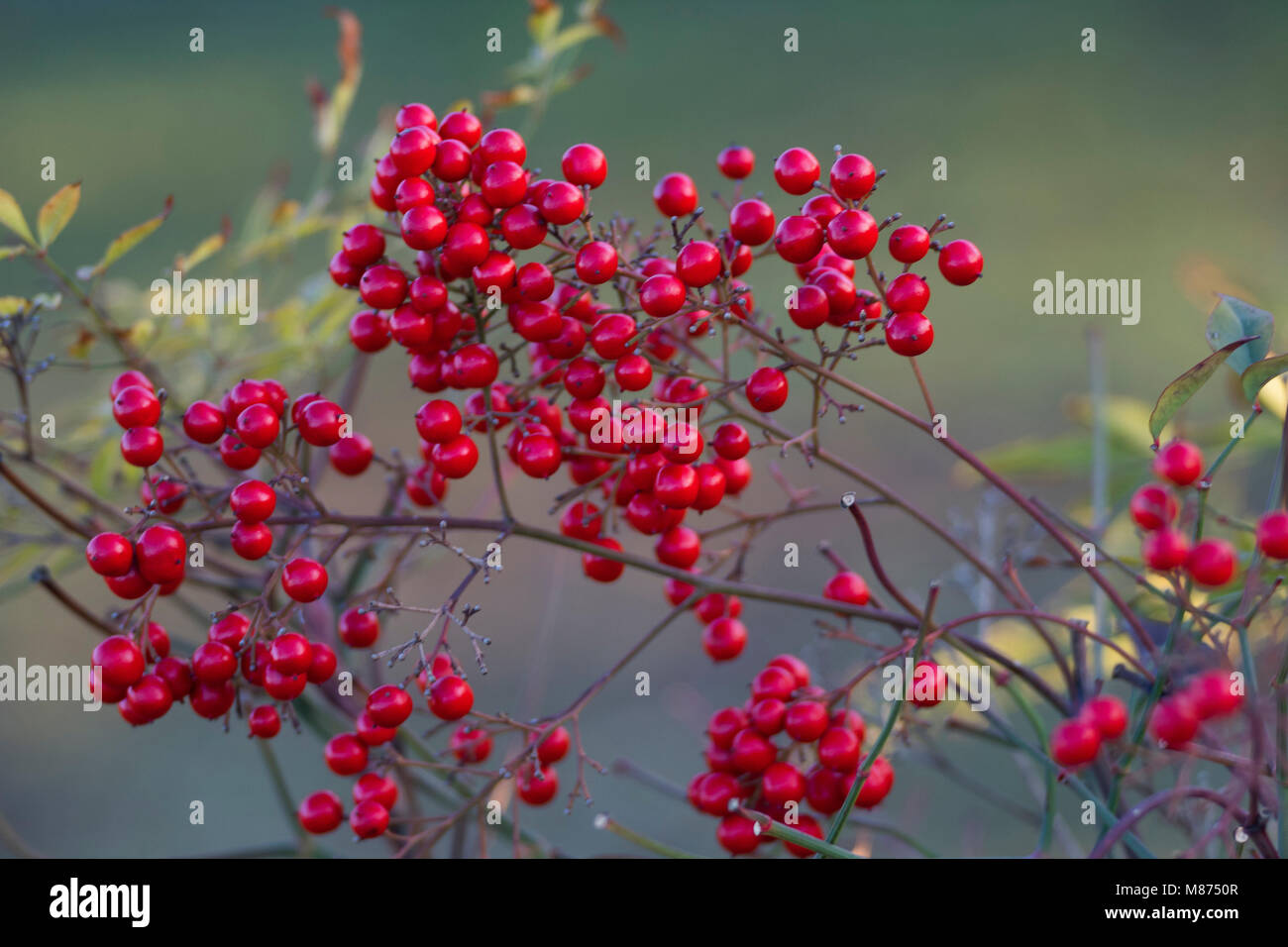beautiful bunch of wild berries Stock Photo - Alamy