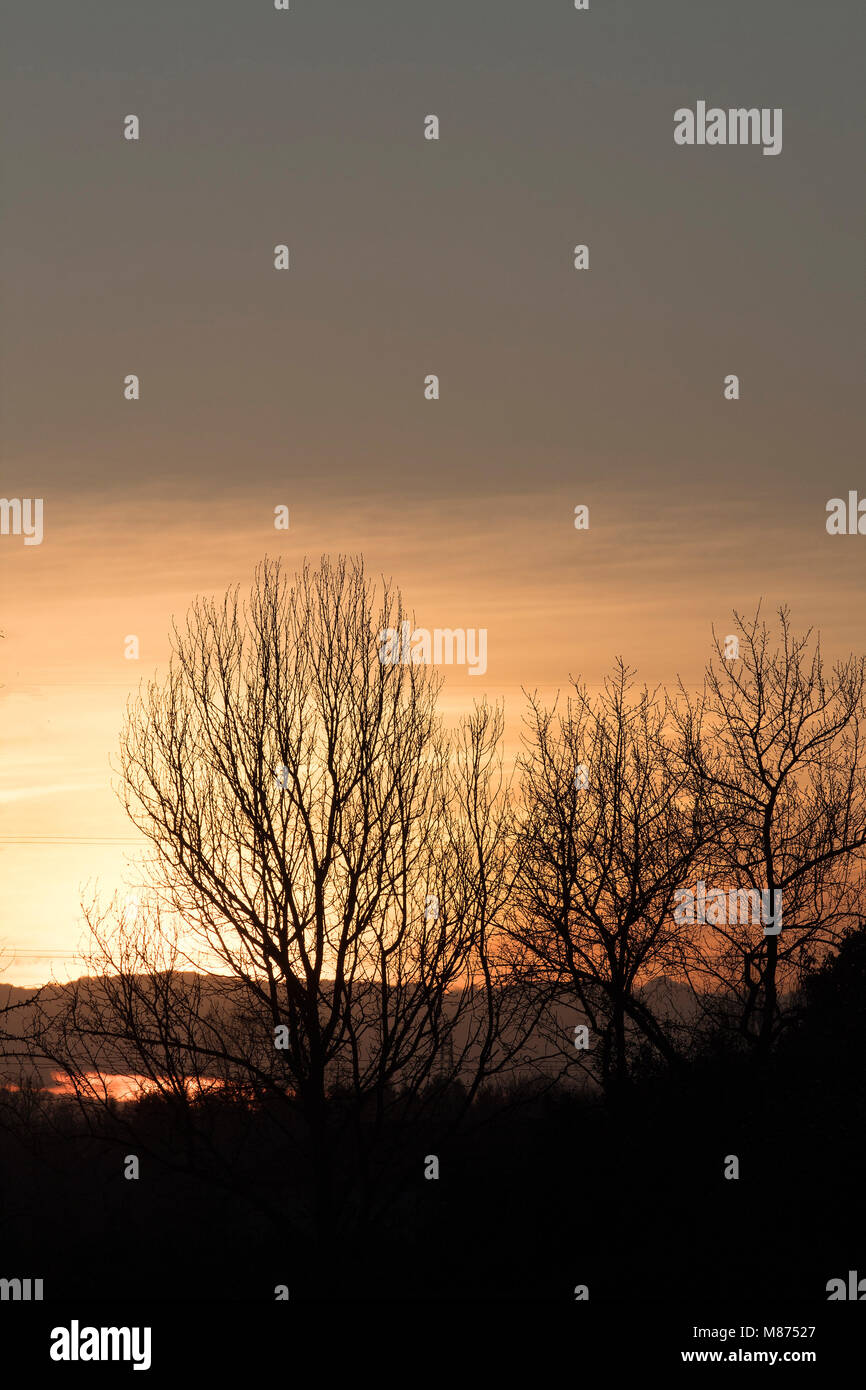 Beautiful trees at sunset Stock Photo - Alamy