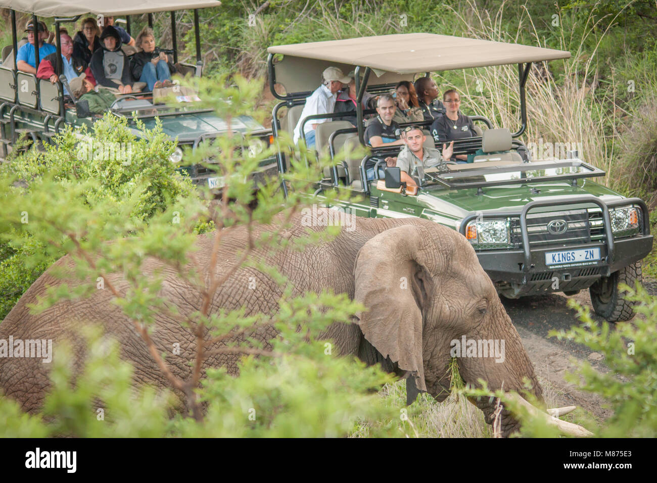 The Mighty Elephant Stock Photo - Alamy