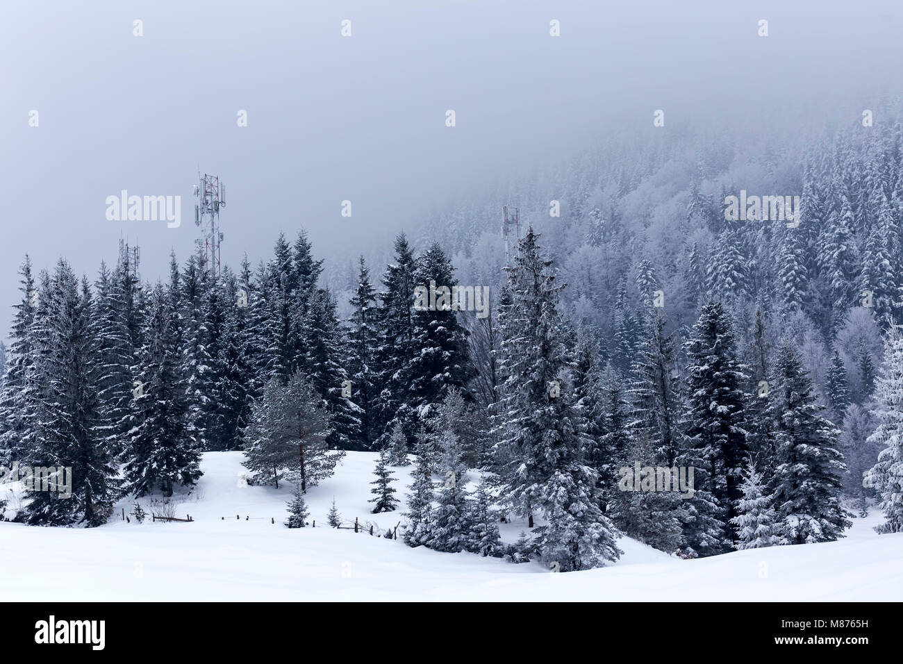 Winter landscape with trees covered with snow in a mountain valley in ...