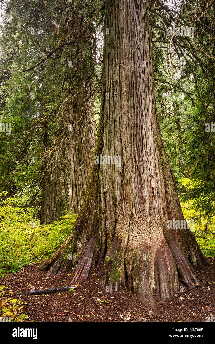 Cedar nobody plants tree hi-res stock photography and images - Alamy