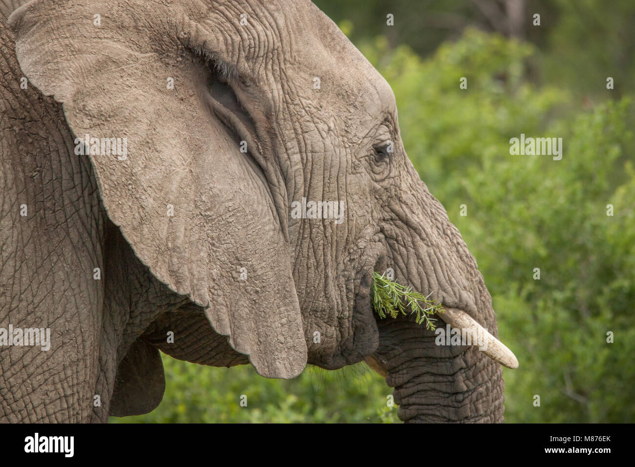 The Mighty Elephant Stock Photo - Alamy