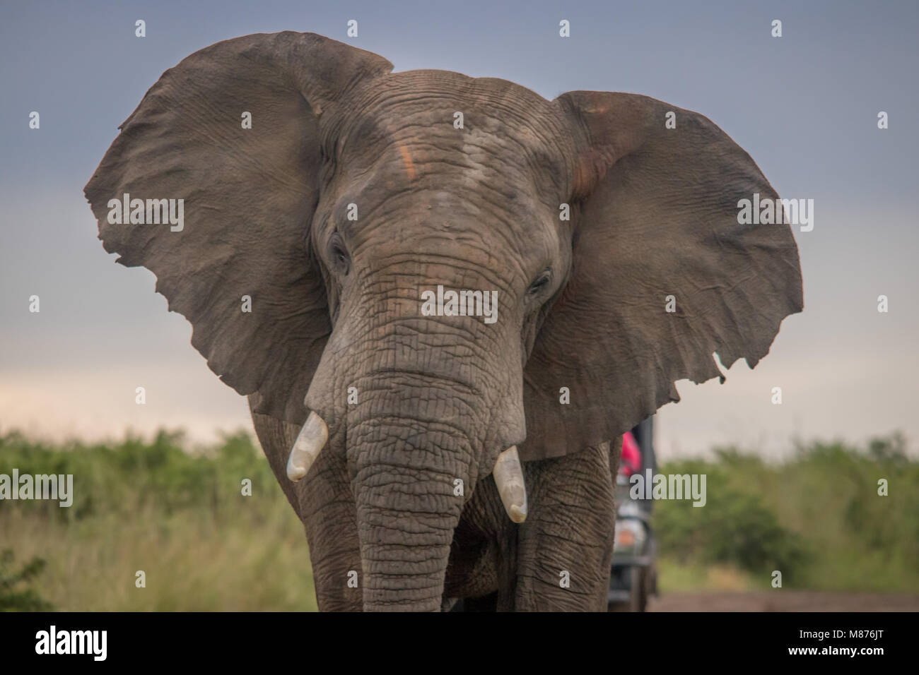 The Mighty Elephant Stock Photo - Alamy