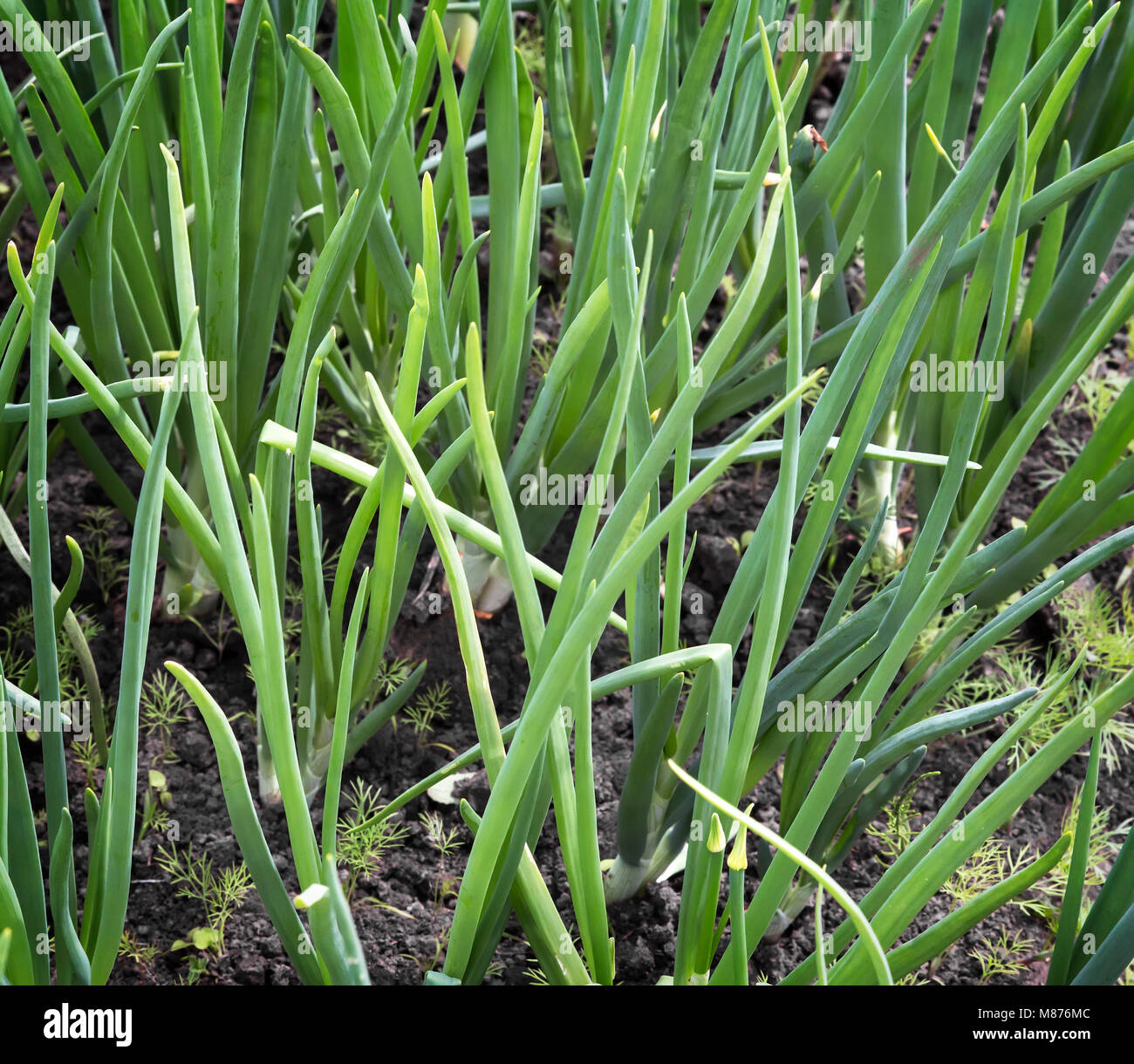 In the garden the young plants to grow onions with green leaves Stock ...