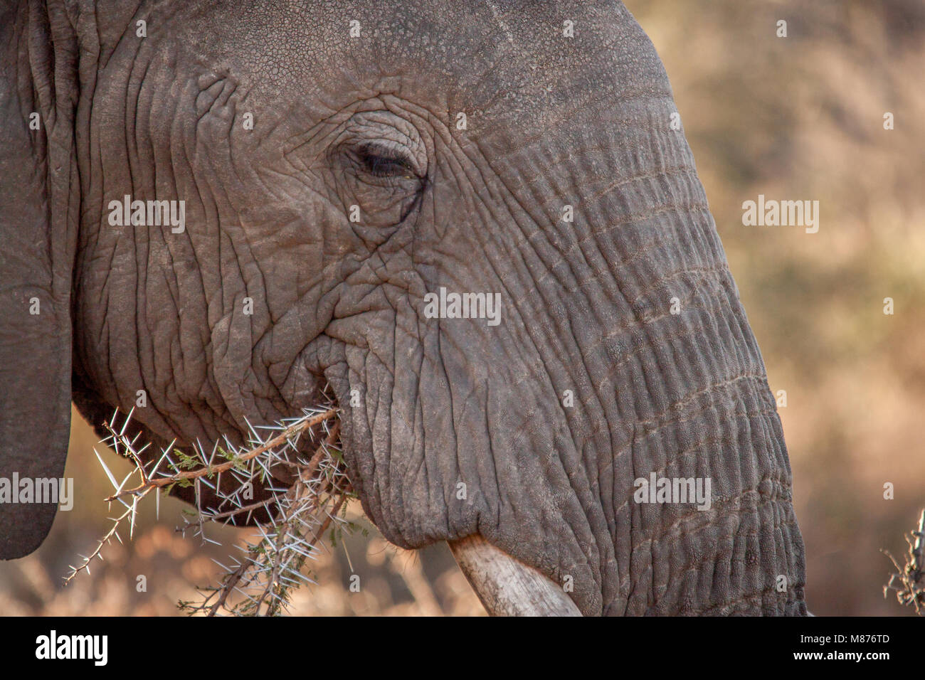 The Mighty Elephant Stock Photo - Alamy