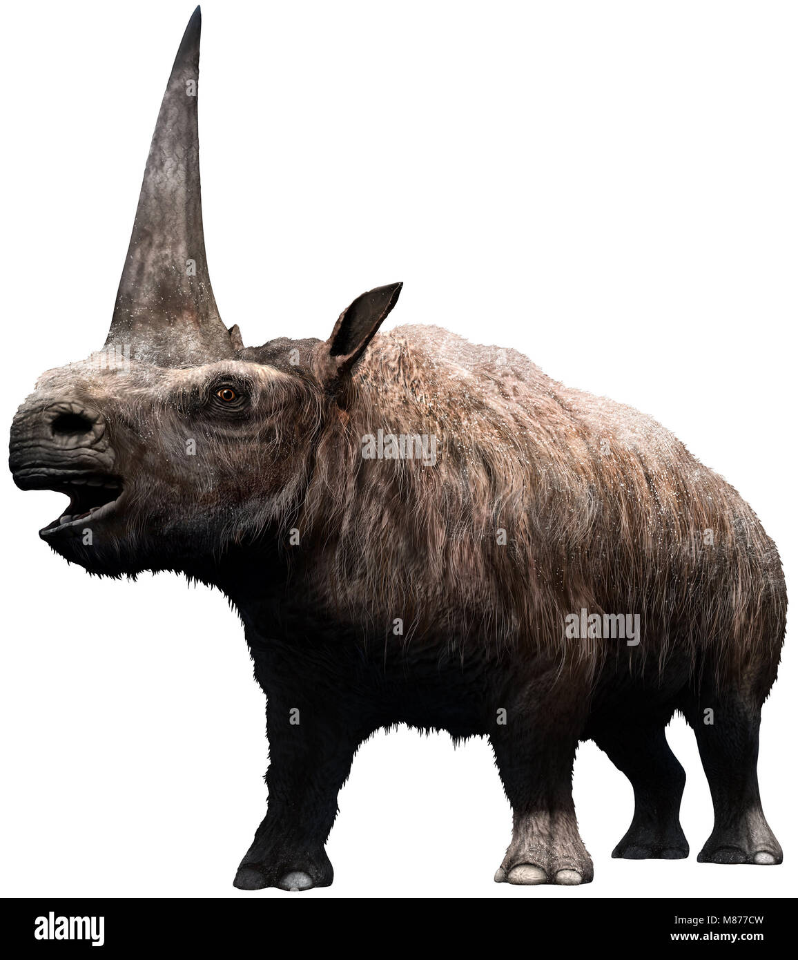 Elasmotherium hi-res stock photography and images - Alamy