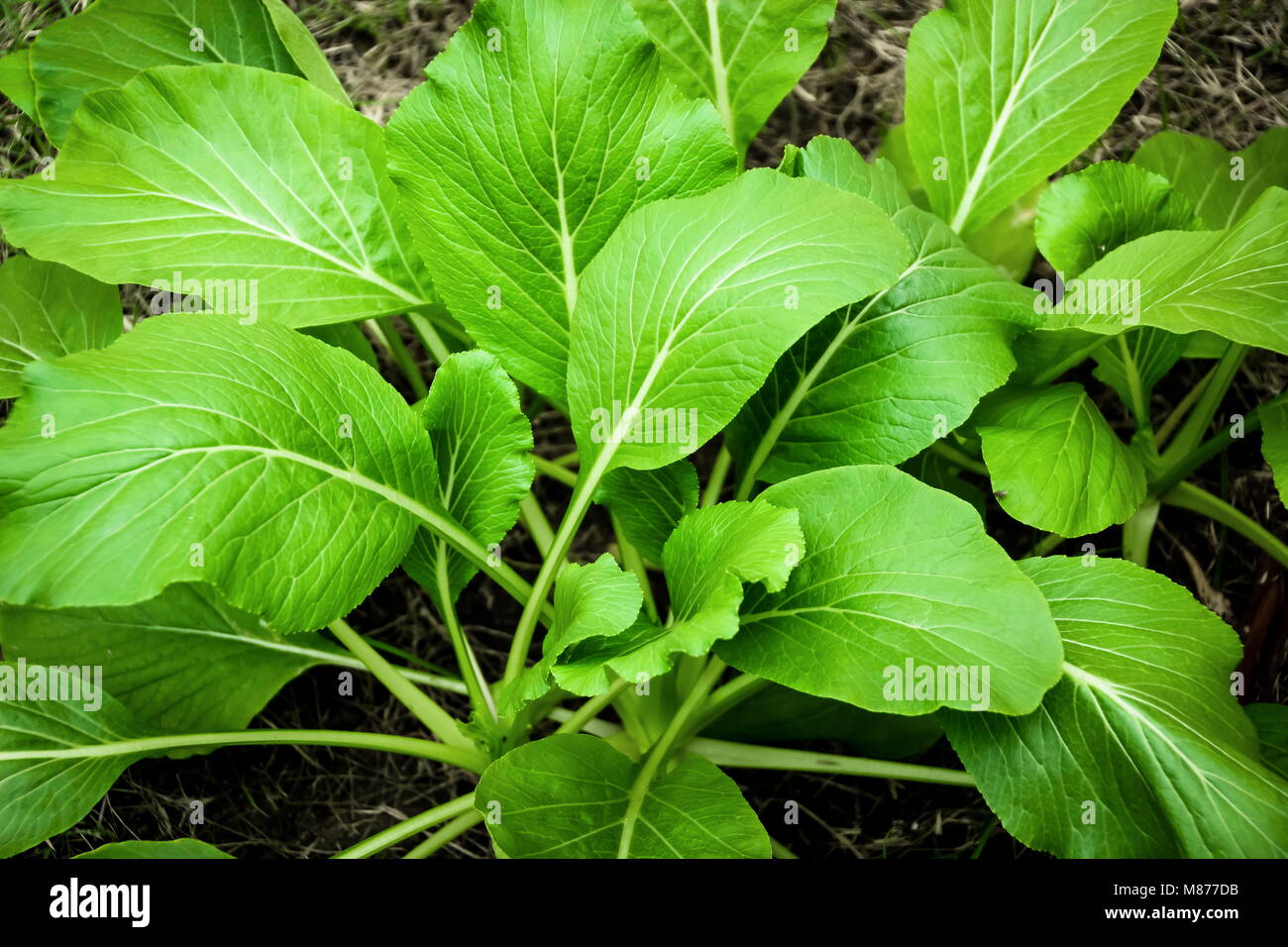 Chinese vegetable garden hi-res stock photography and images - Alamy