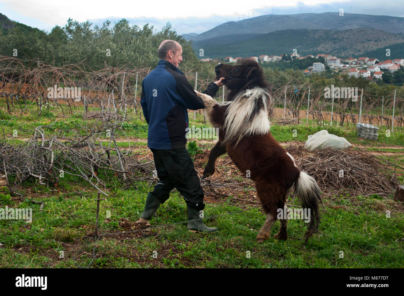Bond between horse human hi-res stock photography and images - Alamy