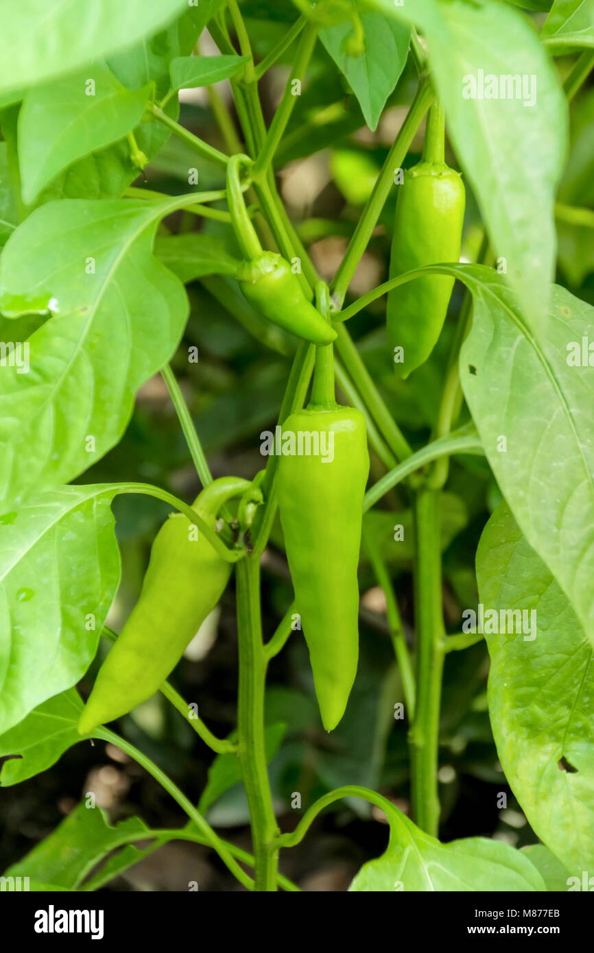 Paprika plant leaf hi-res stock photography and images - Alamy