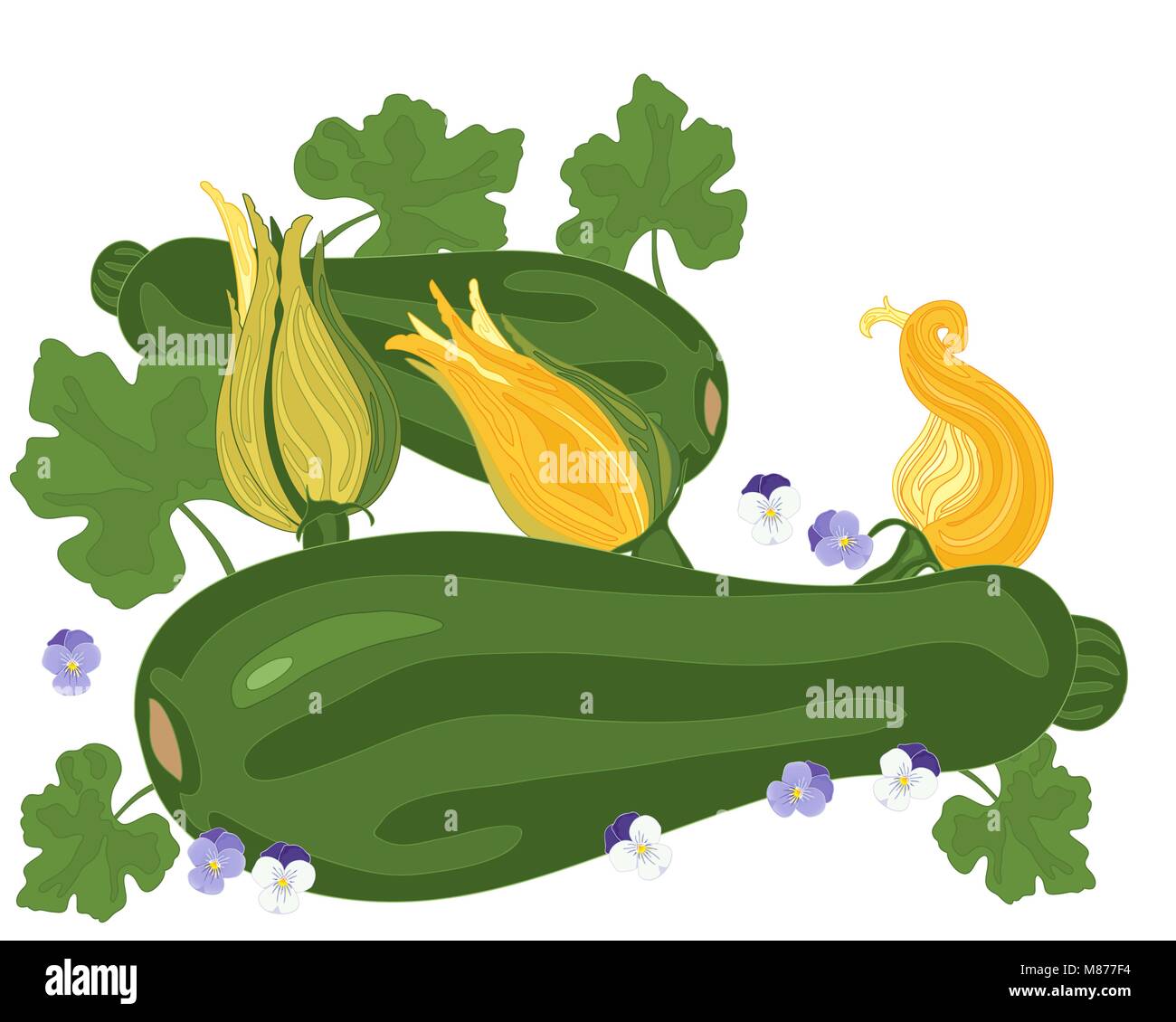 Courgettes with flowers Stock Vector Images - Alamy