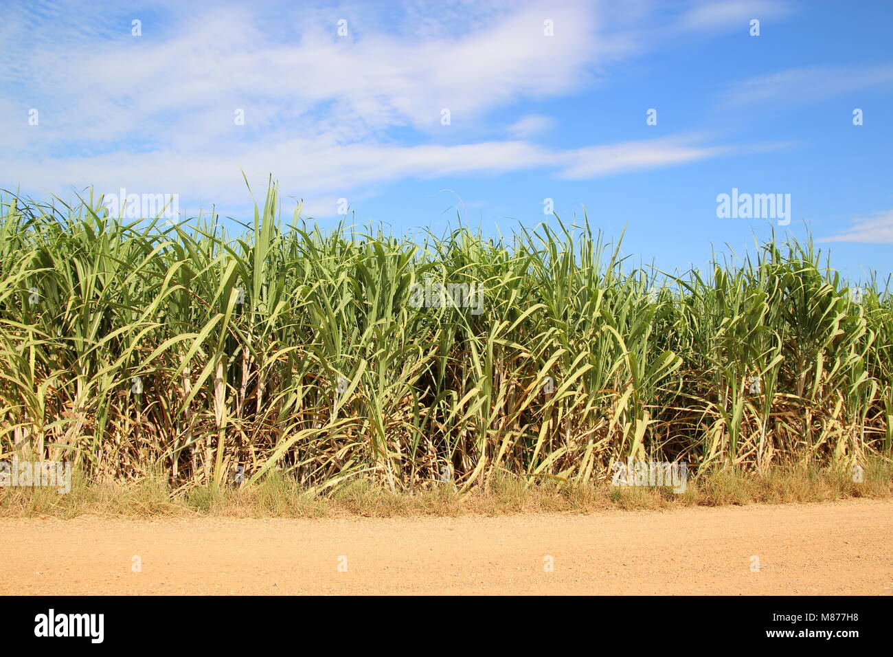 Sugarcane farm hi-res stock photography and images - Alamy