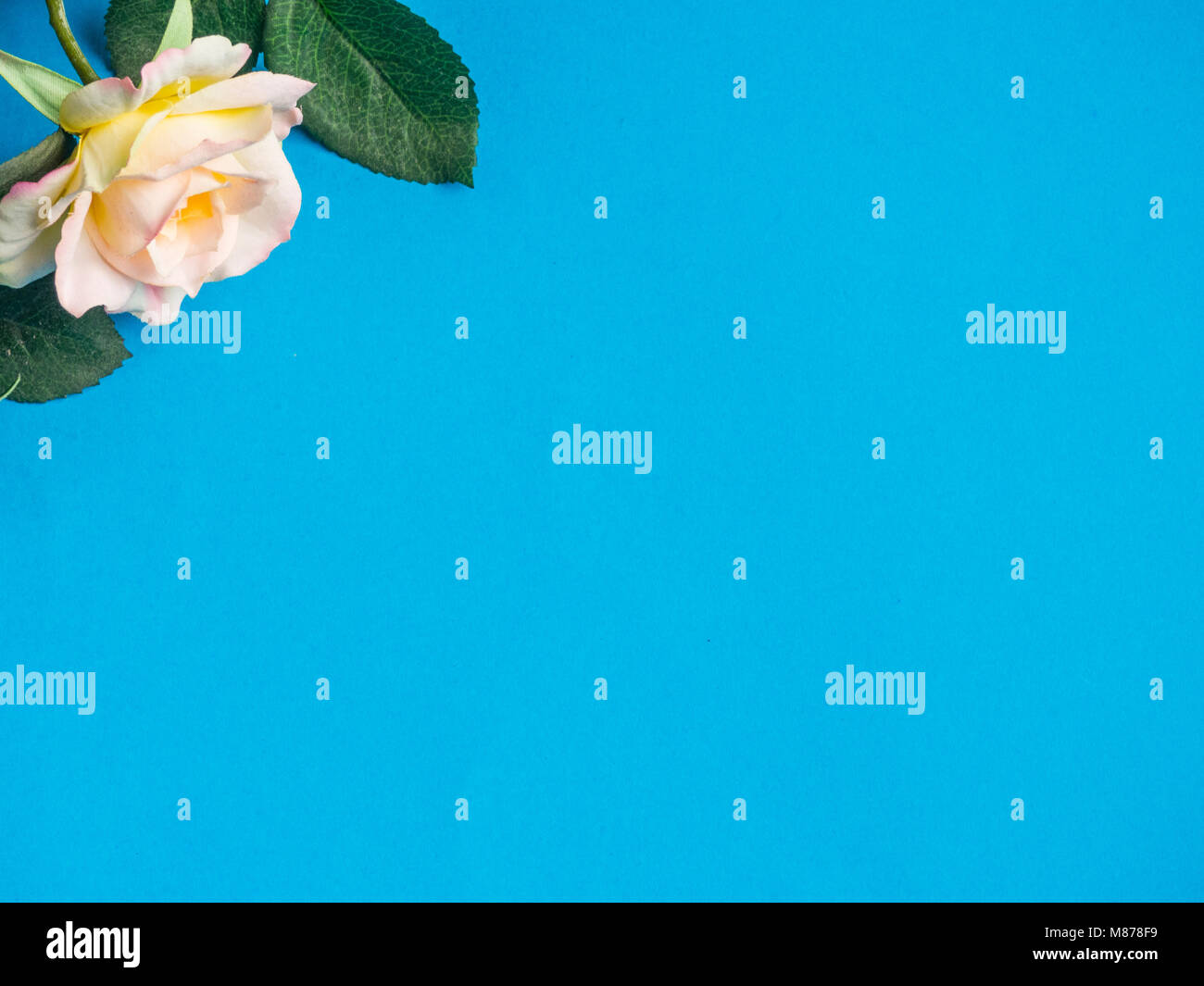 Pink rose on blue background Stock Photo - Alamy