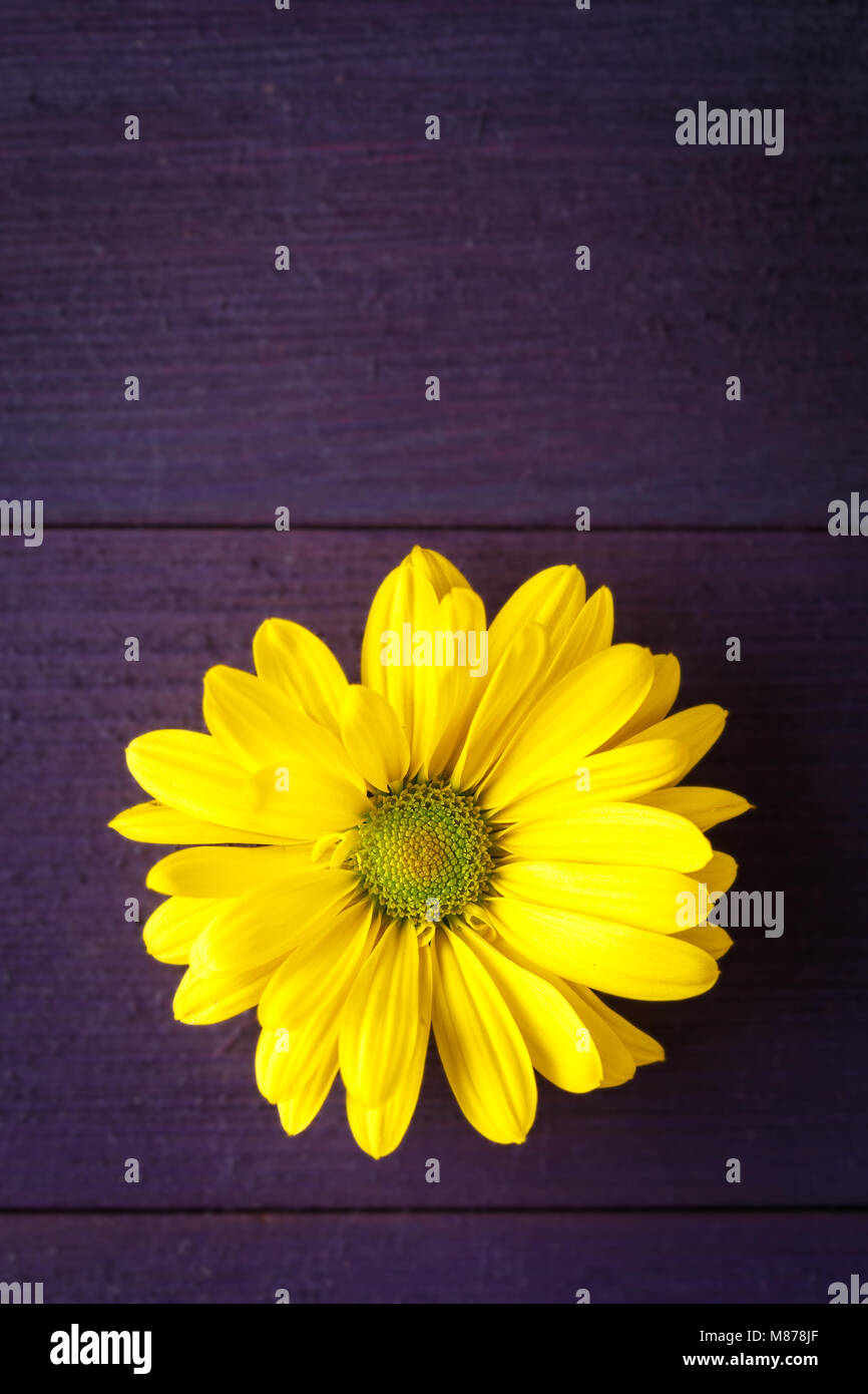 Single Yellow Mum Flower on Purple Wooden Surface Stock Photo - Alamy