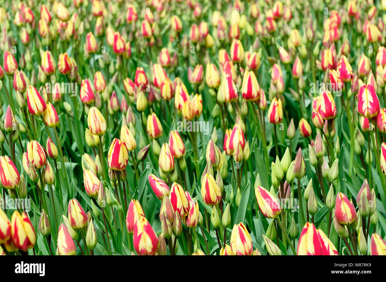 Field of many closed bi-colored tulips in Keukenhof garden, Netherlands ...