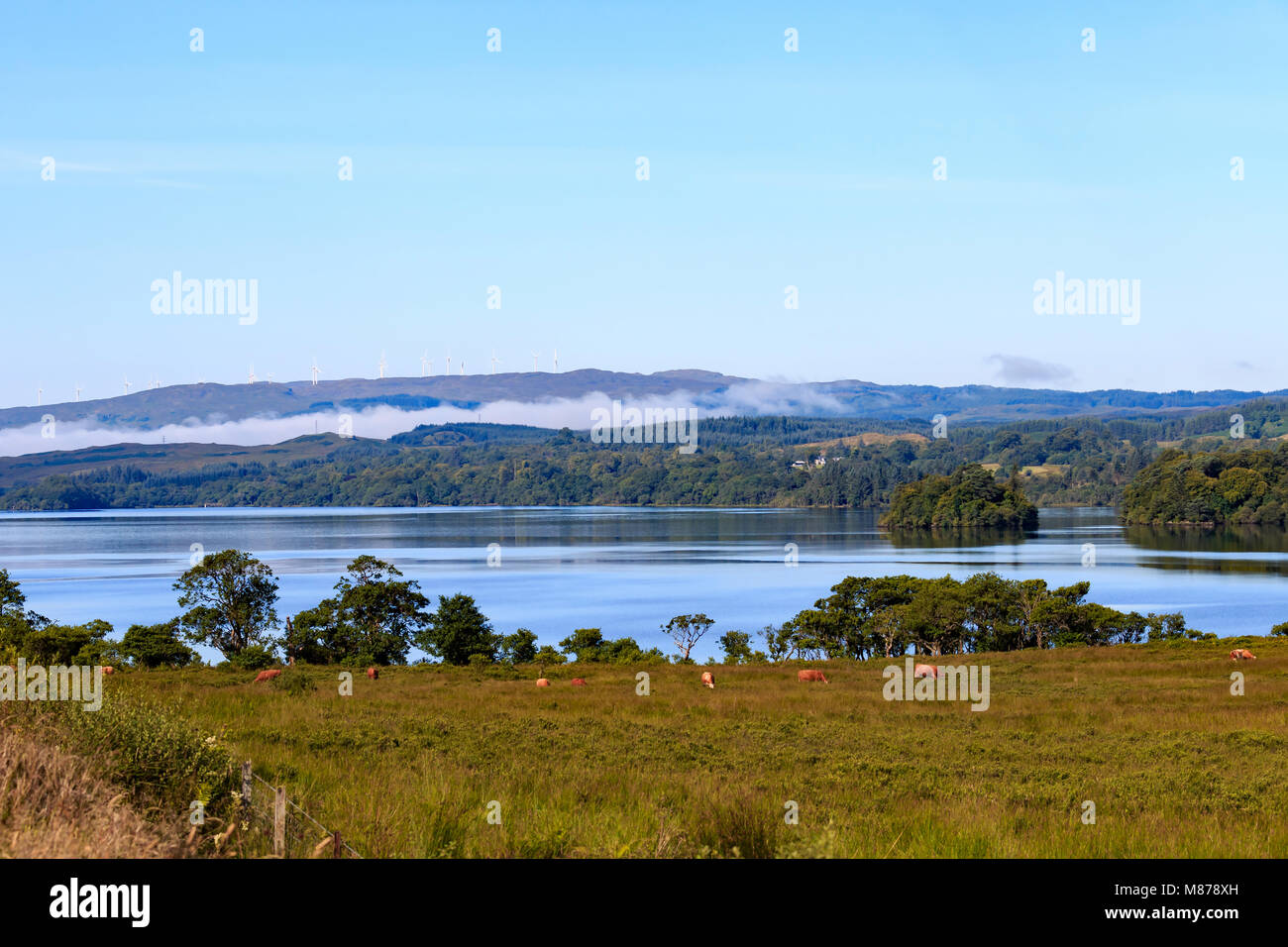 View over a Scottish meadow with cattle and Loch Awe in the distance ...