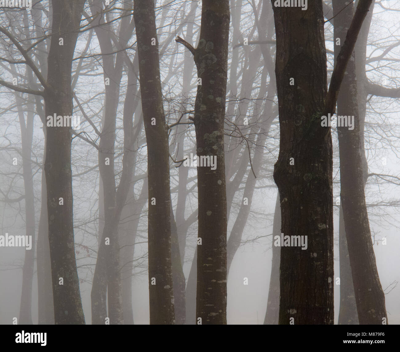 Trees In Fog Stock Photo - Alamy