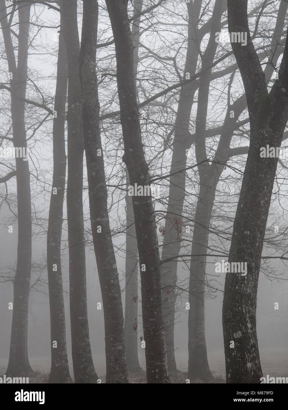 Trees In Fog Stock Photo - Alamy
