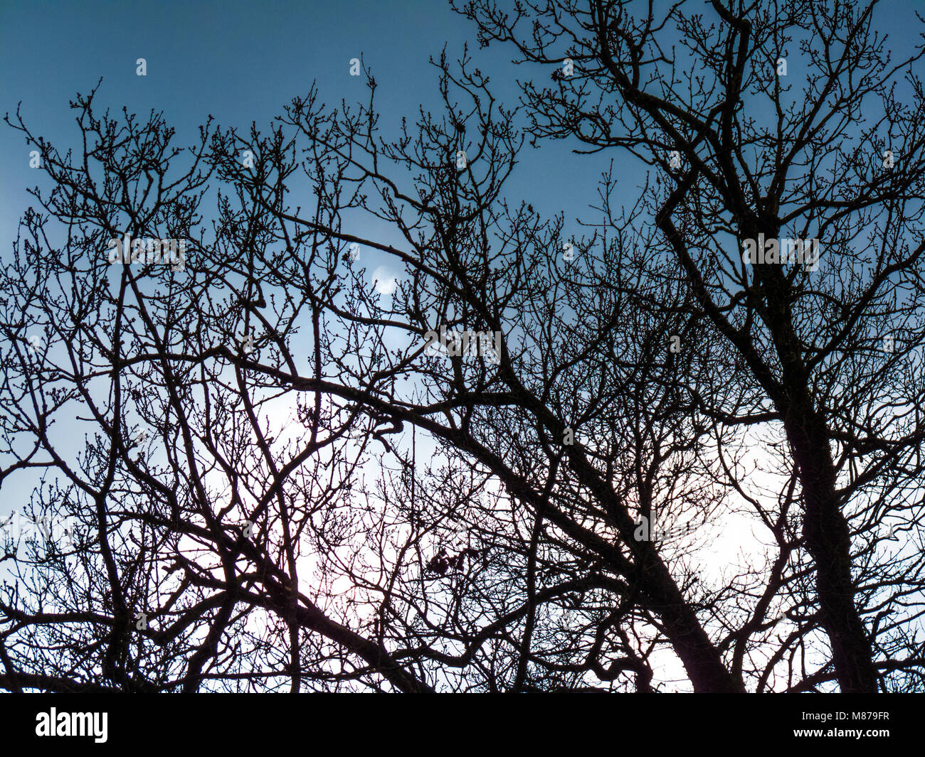 Landscape with moon and trees Stock Photo - Alamy