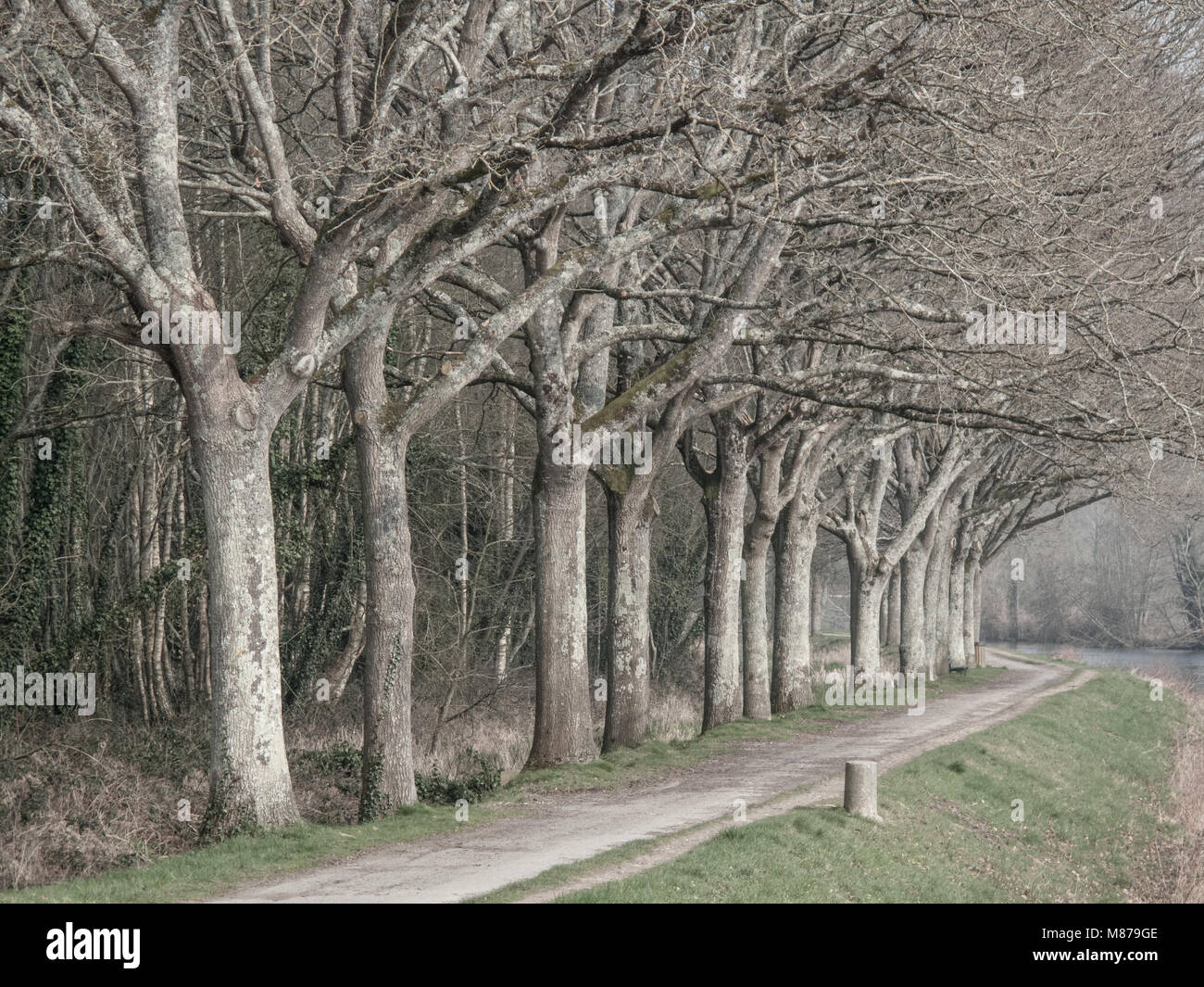 Line of Trees Stock Photo - Alamy