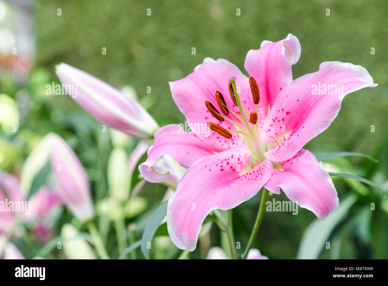 Pink lily flower. Beautiful lily flower and green leaf background in ...